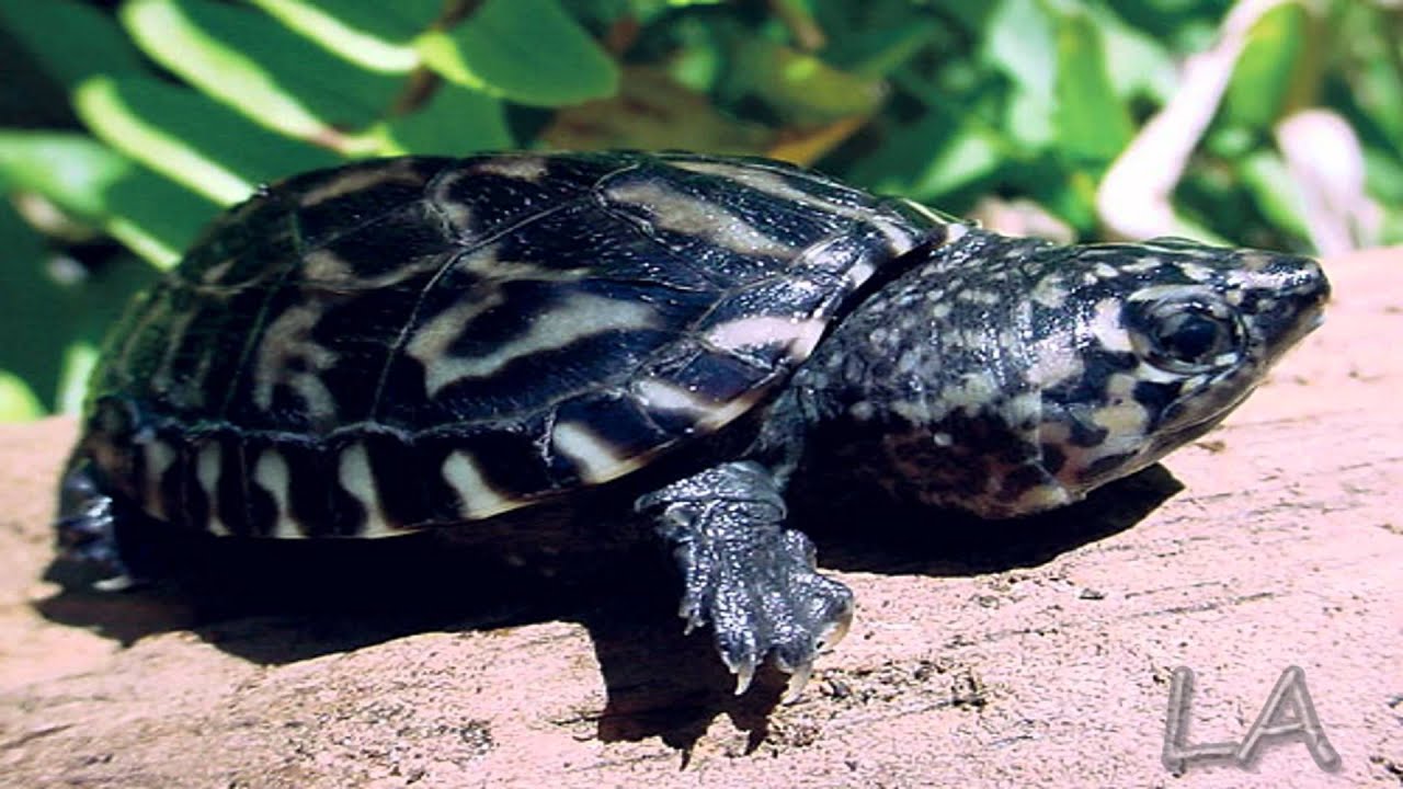 Mexican mud turtle - YouTube