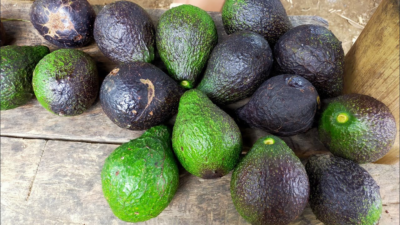 AVOCADO EPISODE 💪 - YouTube