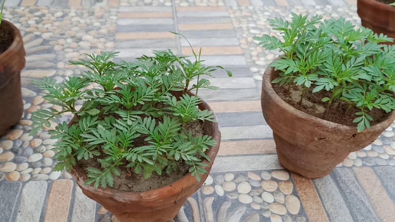 Jafri and Marigold Seed to Paneeri - YouTube
