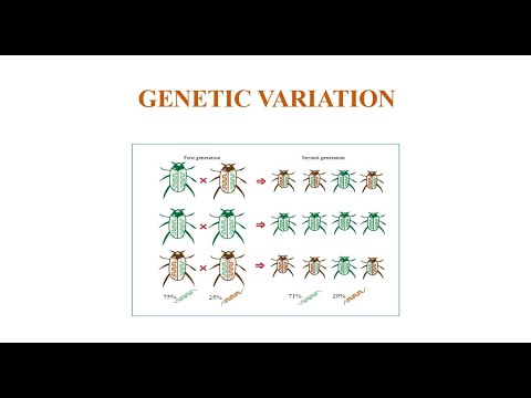 Genetic Variation | Sources - YouTube