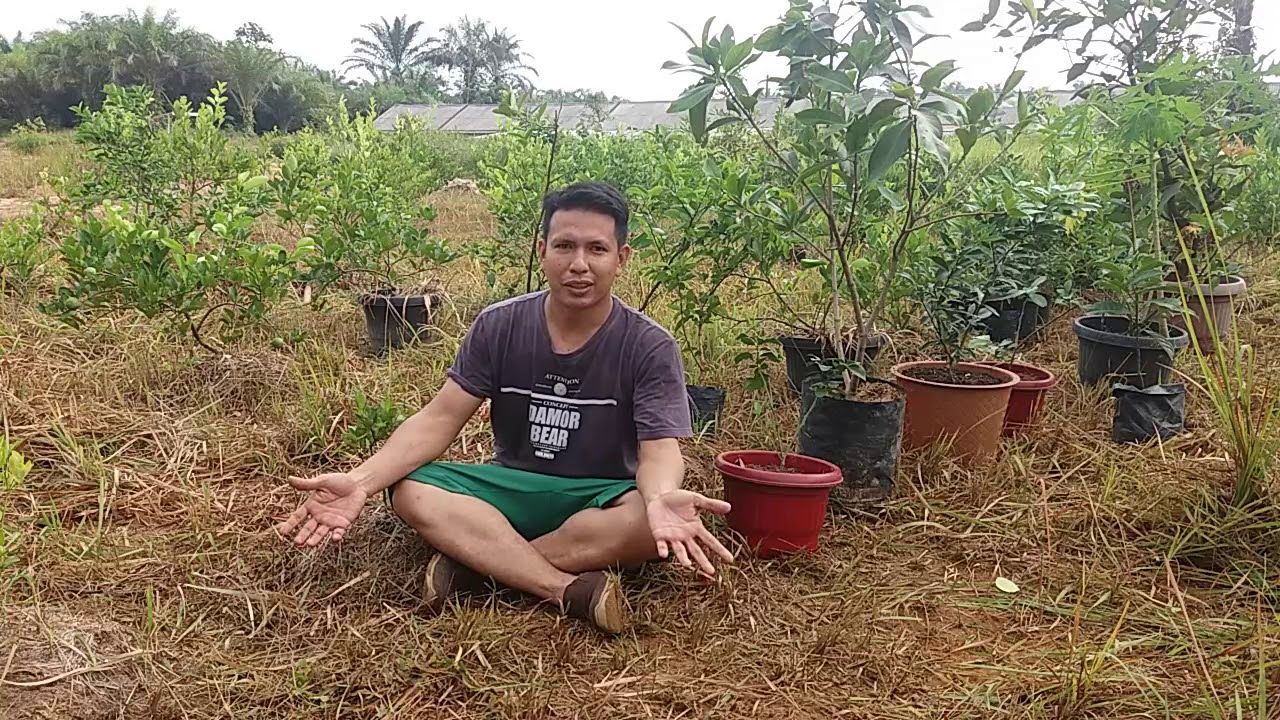 SHARING tentang PELUANG BISNIS Pusat Penjualan Bibit Tanaman - YouTube
