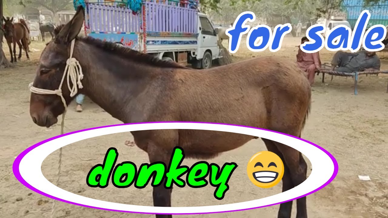 new video tandla mandi ll donkey mule khachar for sale // Animal Market ...