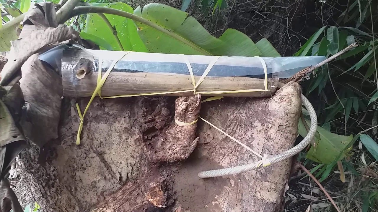 Cara mencangkok kelulut jenis trigona terminata - YouTube