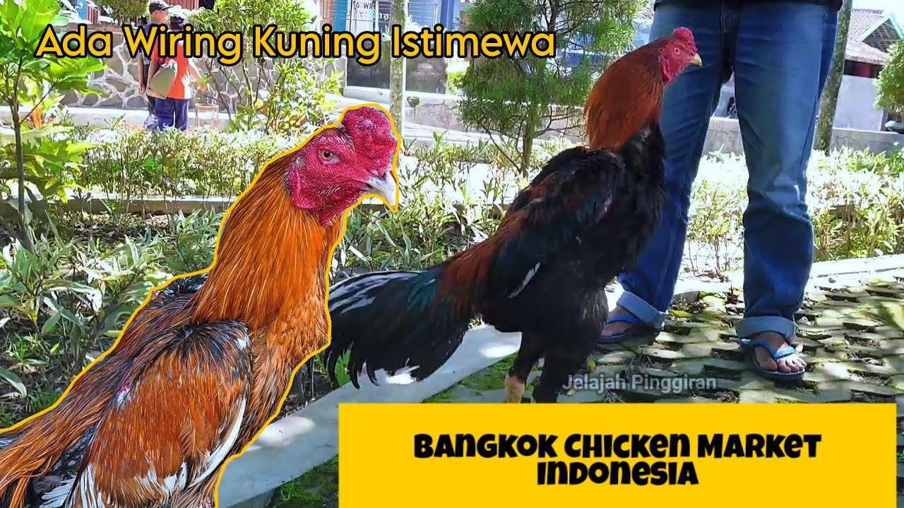 Indonesia Bangkok Chicken Market Tradisional || Wiring Kuning Istimewa ...