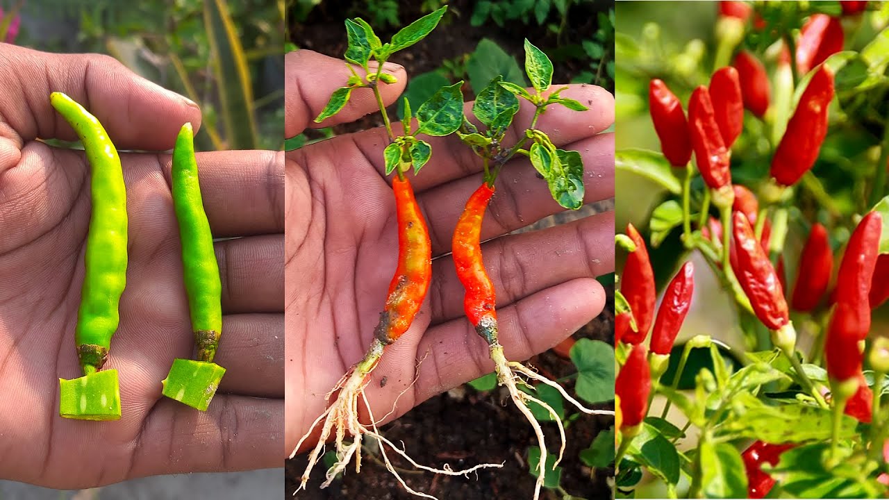 Simple method how to propagate chilli tree from chilli with Alovera at ...