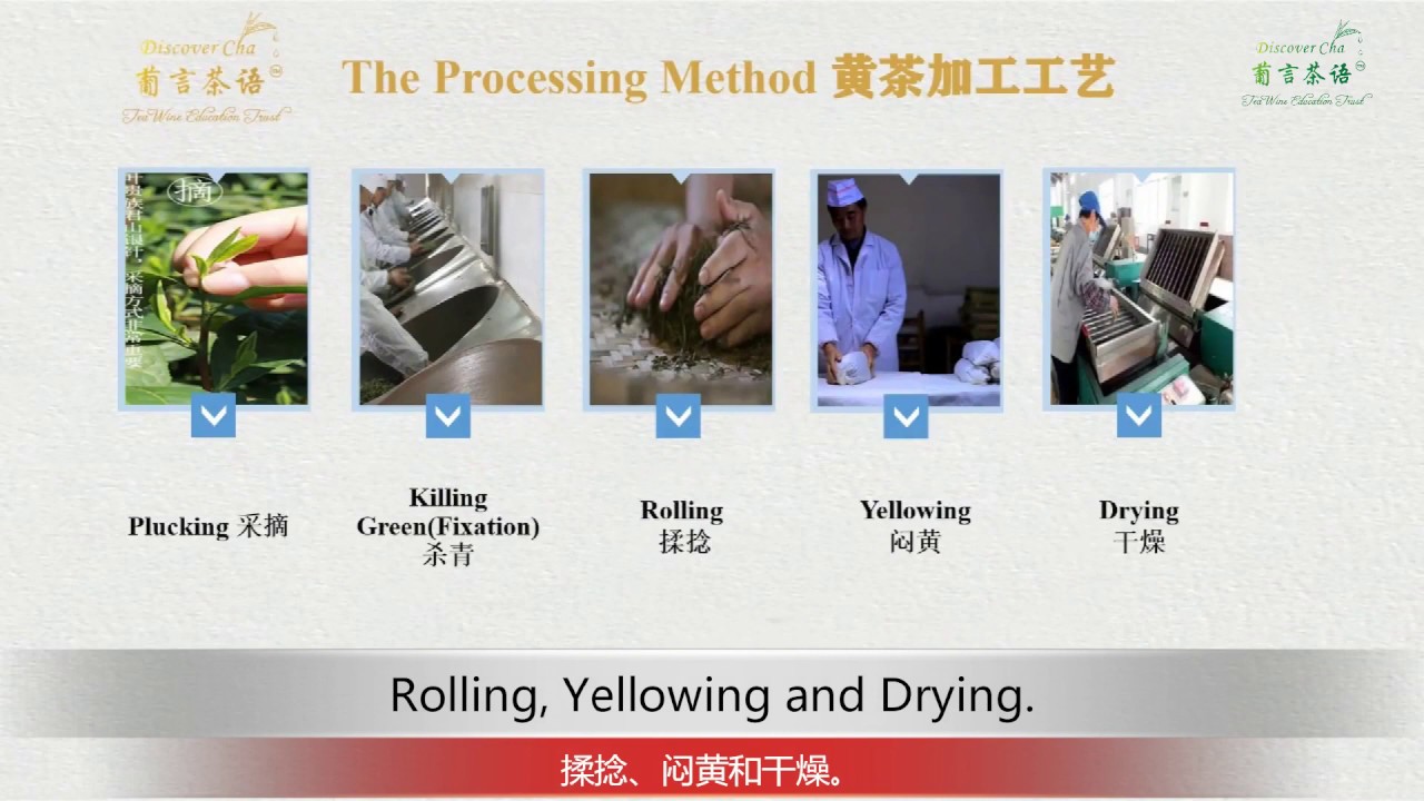 Chiense Tea Arc Micro-course Lesson 15 Processing of Yellow Tea 黄茶的工艺 ...