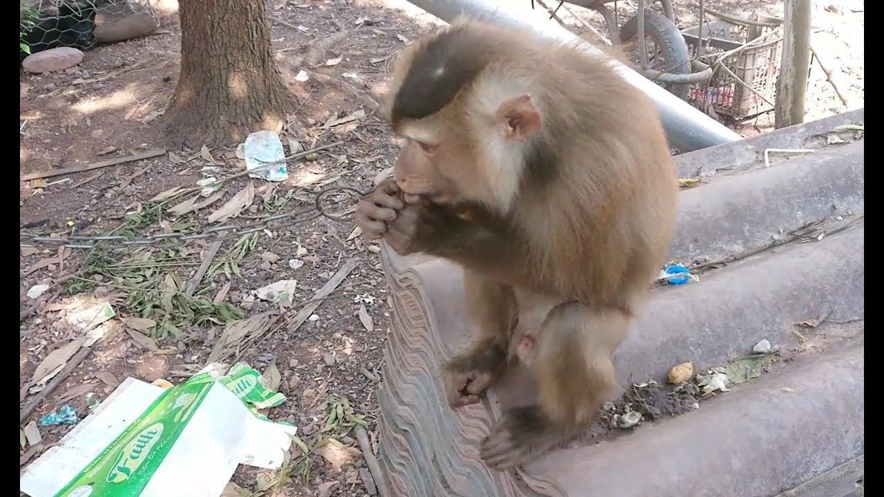 Poor Monkey Chained 24/24 Hours | Vietnam Village - YouTube
