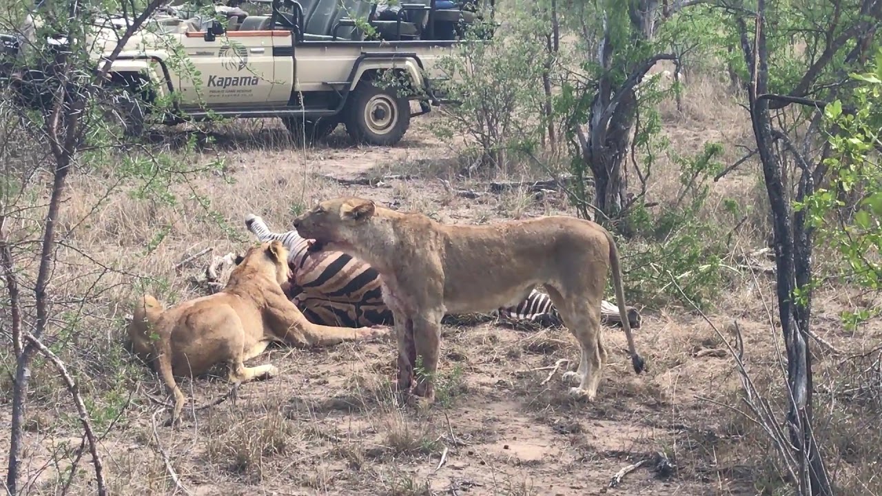 Kruger National Park - Safari at Kapama Reserve - Lions hunting (Part 2 ...