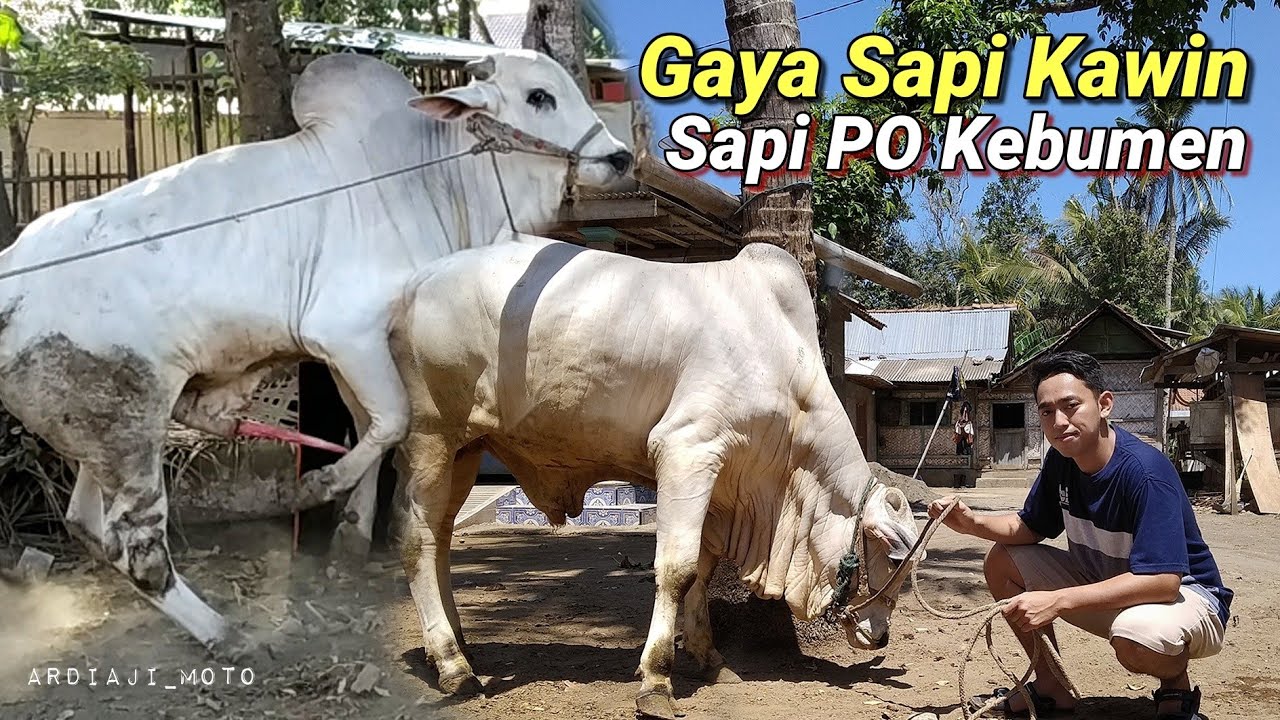Proses Mengawinkan Sapi PO Kebumen | Perkawinan Sapi PO - YouTube