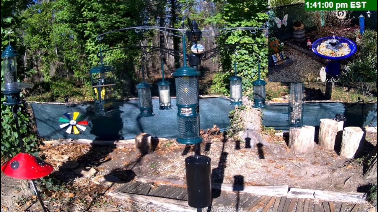 LIVE - Daily Reality Tv for Birds, Squirrels, Wildlife, Water and Wind ...