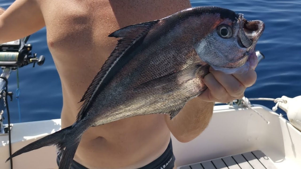 Bolentino di profondità - Pesce castagna golfo di Napoli - YouTube