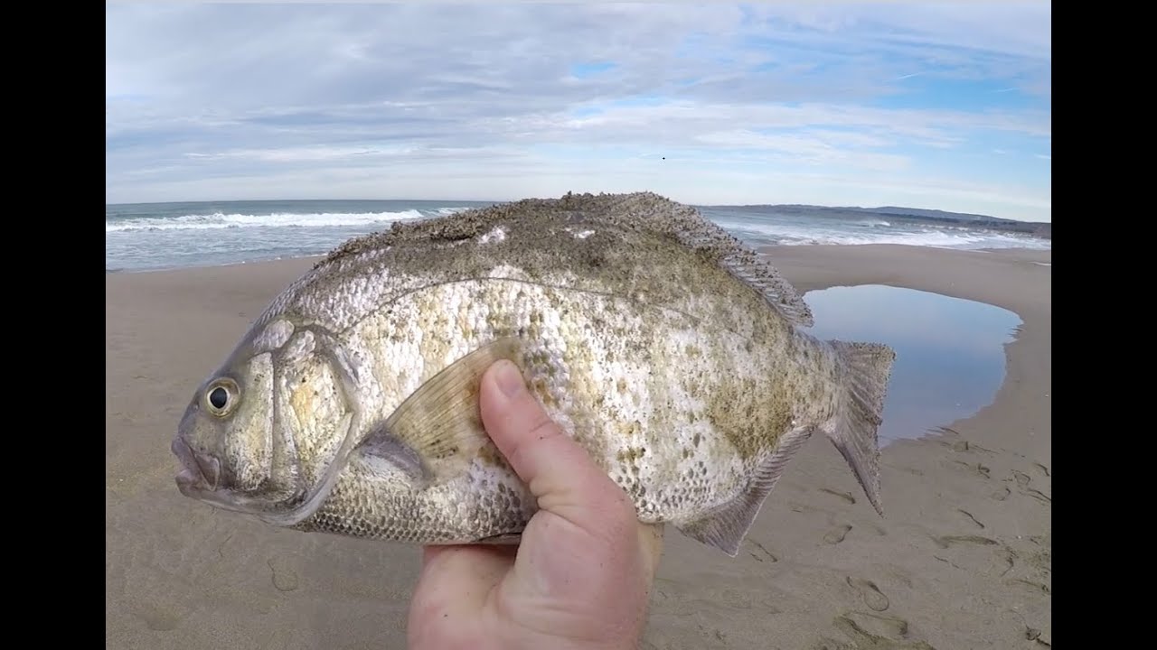 California Surf Perch Fishing. We caught the GOLIATH of Perch!! - YouTube