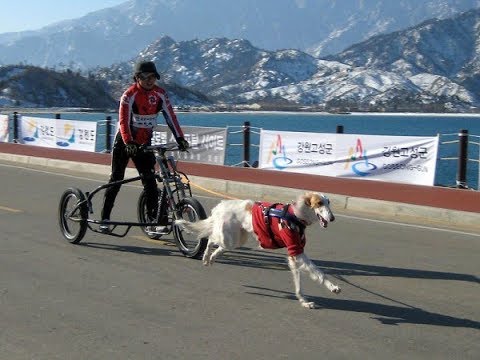 Borzoi Night Riders #Bike_joring - YouTube