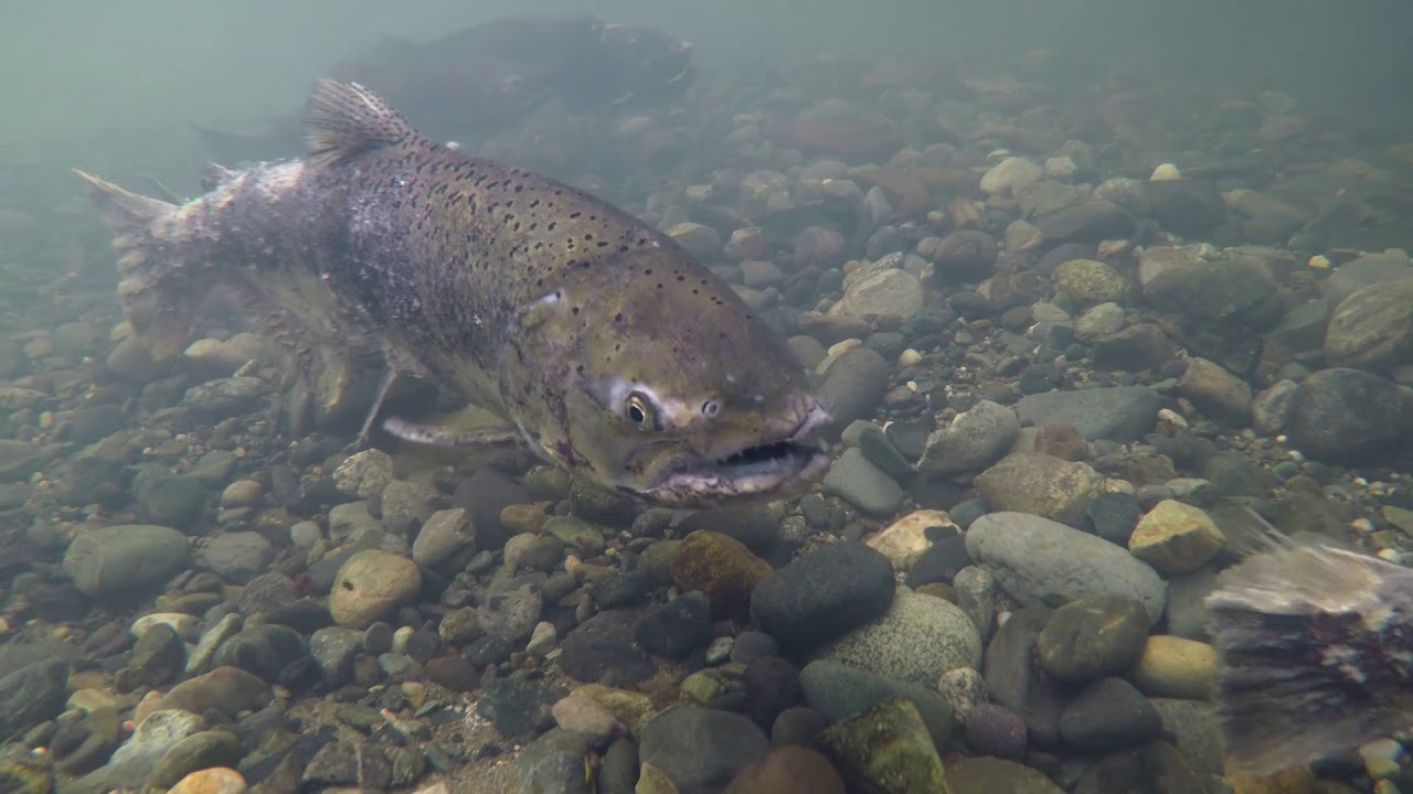 Feather River Fall Run Salmon - YouTube