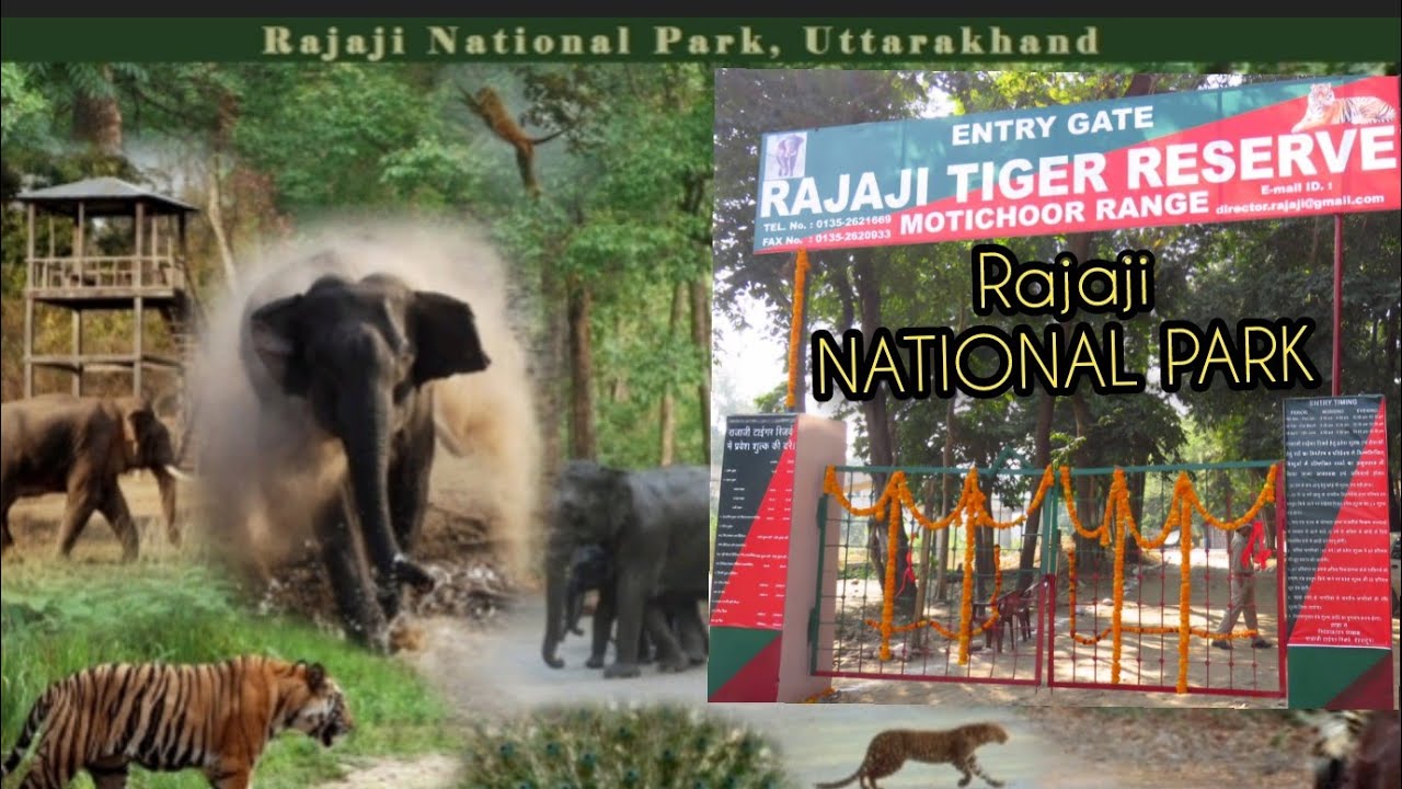 Rajaji National Park Motichur Safari | Rajaji Tiger Reserve Motichur ...