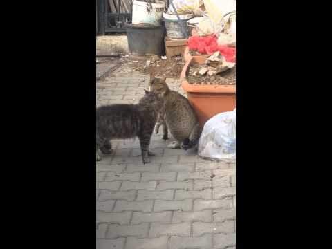 Dehşet kedi kavgası