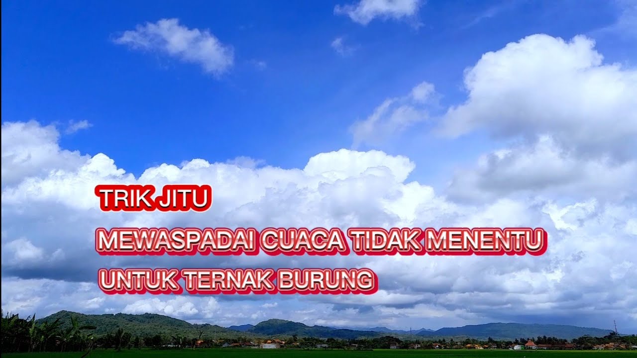 Trik Jitu Mewaspadai Cuaca Tidak Menentu Untuk Ternak Burung#perkutut # ...
