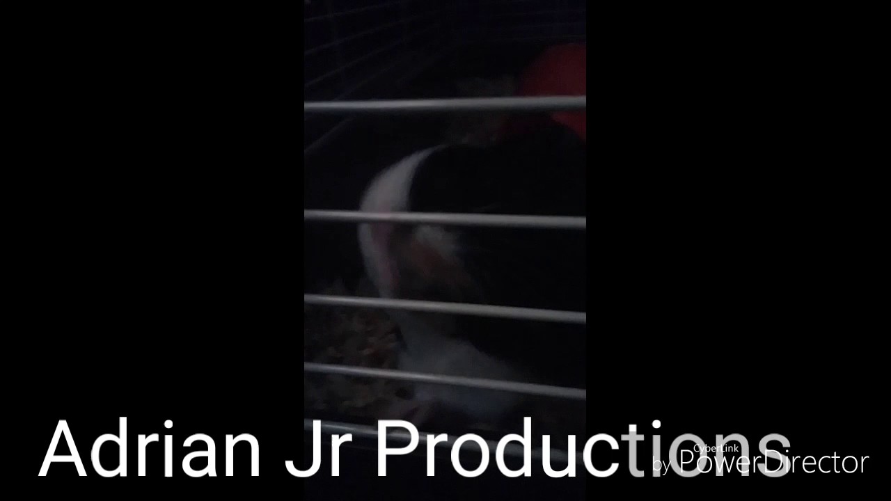 Adrian Jr Productions - YouTube
