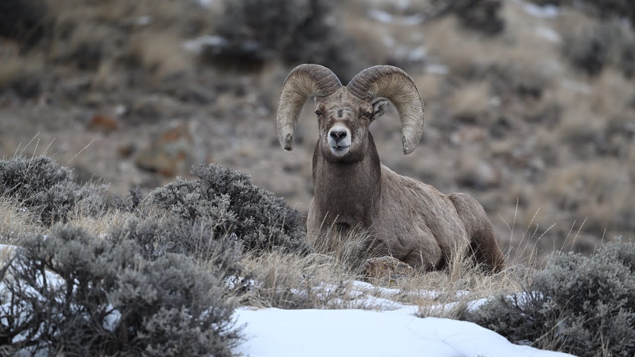Rocky the Ram update - YouTube