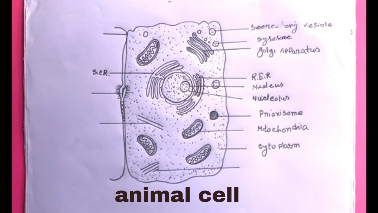 What's The BEST Way To Draw An Animal Cell EVER - YouTube