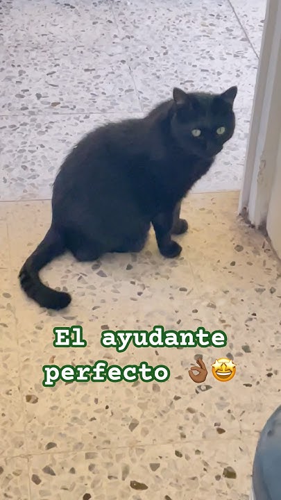 El gatito ayudante perfecto 🐈‍⬛👌🏾🤩 #gatitos #gatos #cats #cats #pets ...