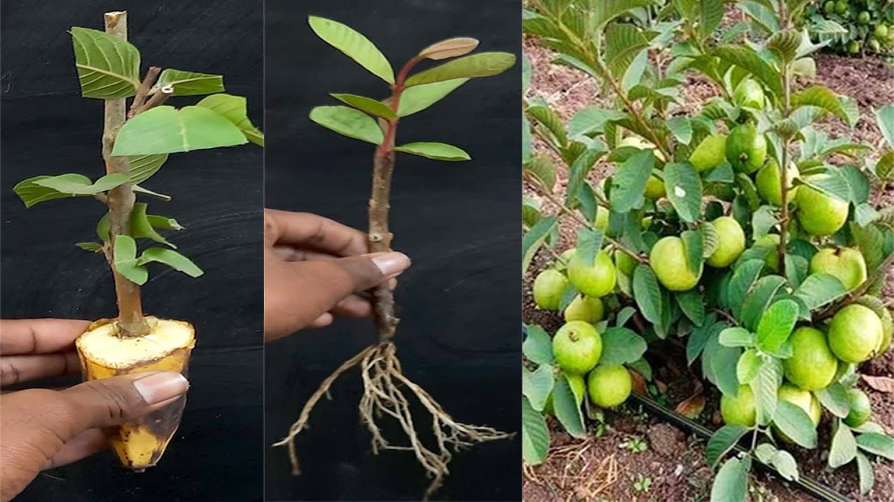 New Technique To Grow Guava Tree From Cutting In Banana - YouTube
