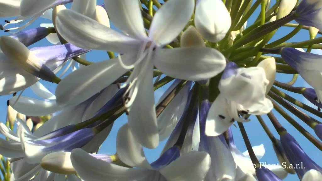 PARCO PLANT: COLLEZIONE AGAPANTHUS - OLTRE 30 VARIETA' - YouTube