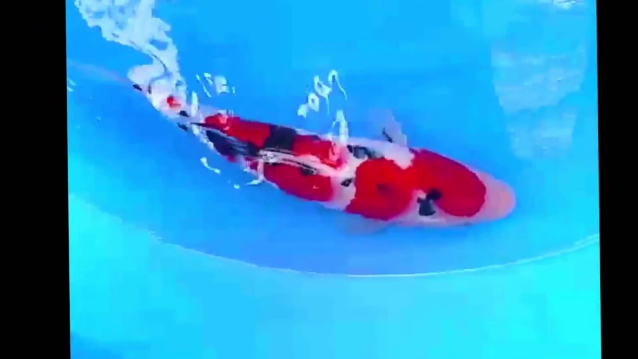 Tategoi Tosai Sanke by Tani Fish Farm. Sakai Wakashoryu x Marudo. May ...