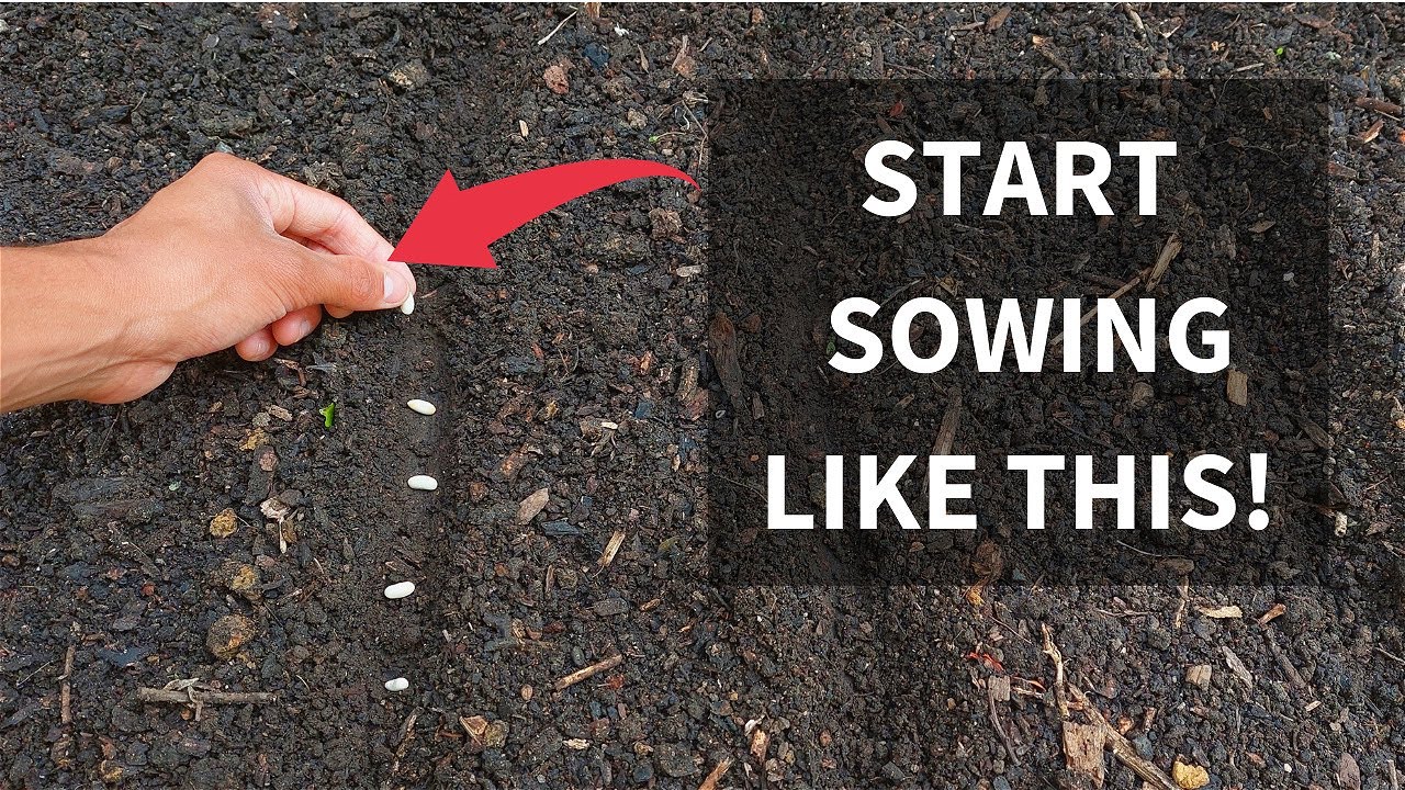Best Sowing Method to Increase Production! - YouTube