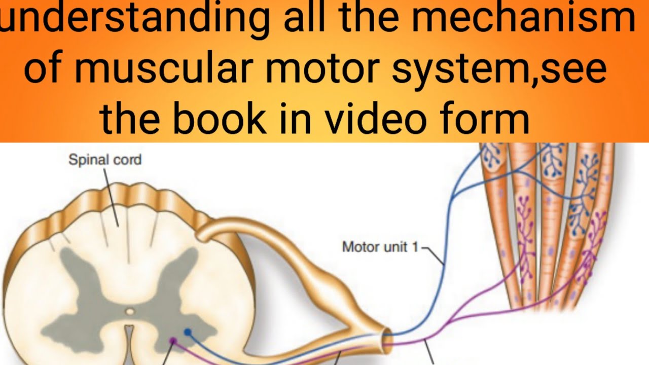 physiology of motor system of muscles(physiology lecture 16) - YouTube