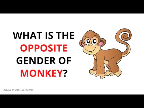 What Is The Meaning Of Female Monkey