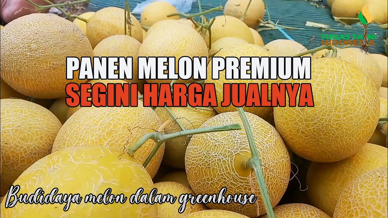 HARGA JUAL MELON PREMIUM INTHANON @TUNASTANIINDONESIA - YouTube