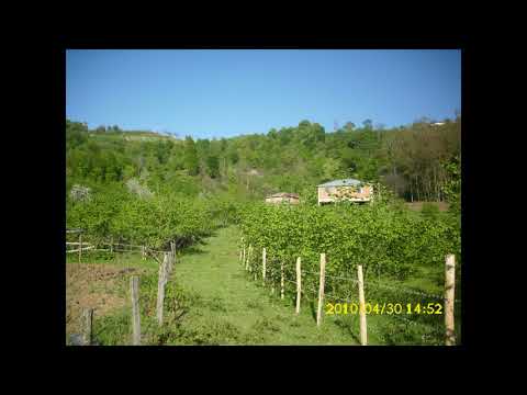 Isırgan Otu Elektro Bağlama Arabesk