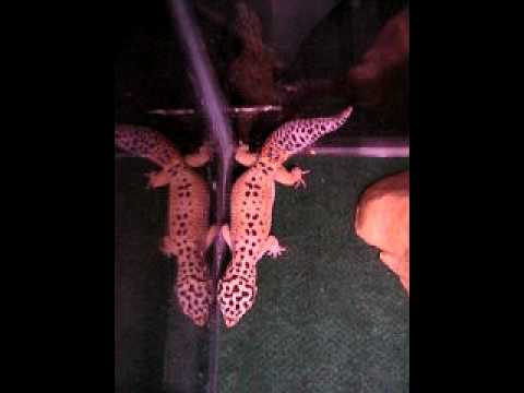leopard gecko pooping - YouTube
