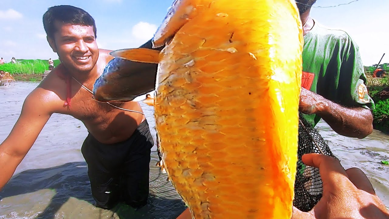 Wow! Amazing Big Golden Color Carp Fish Hunting | Village Best Fishing ...