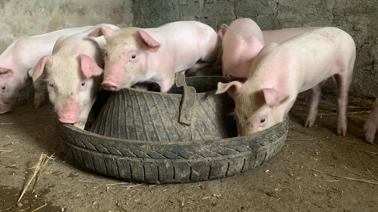 Feeding the cute and hungry piglets #piglets #cuteanimals - YouTube