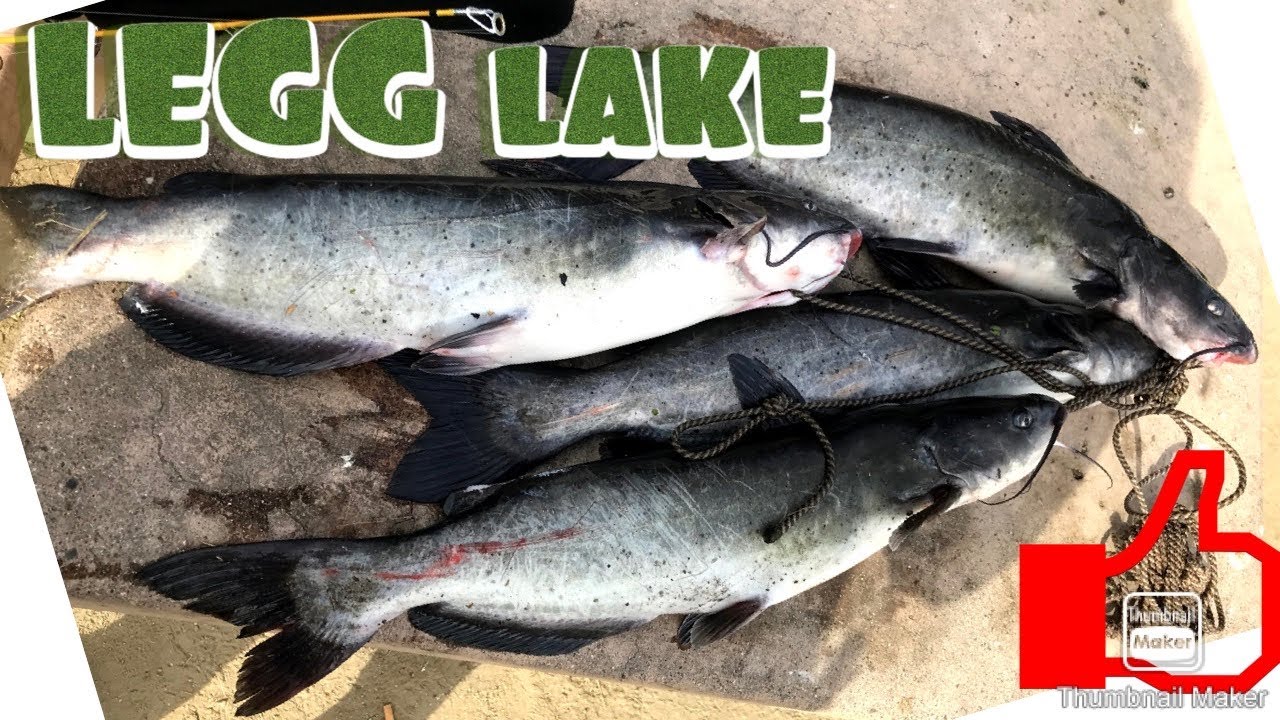 Fishing for stocked Catfish using 4lb line!! Legg Lake 12/2020 - YouTube