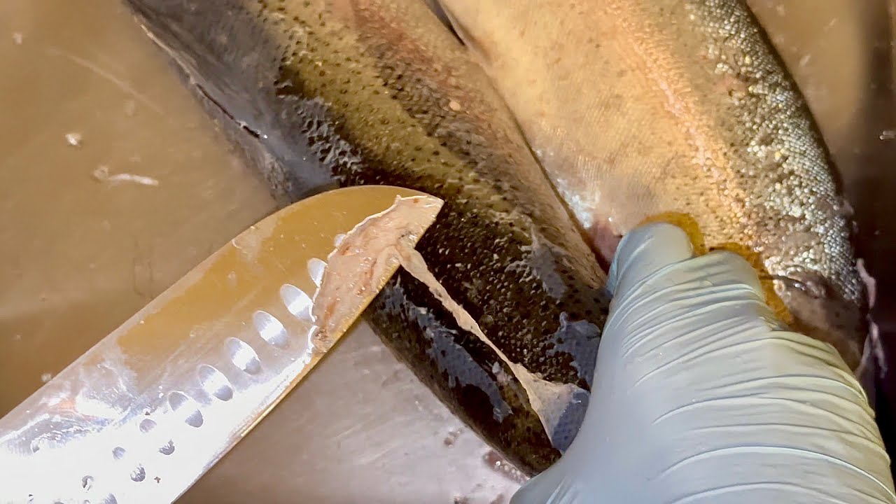 How to remove slime from fish the easy way - Rainbow trout fishing ...