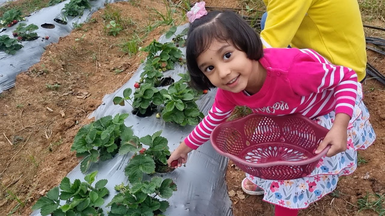 4 year old picks strawberry | A small trip to strawberry farm ...