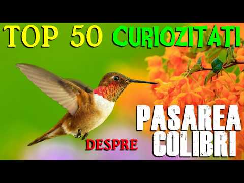 TOP 50 CURIOZITATI DESPRE PASAREA COLIBRI