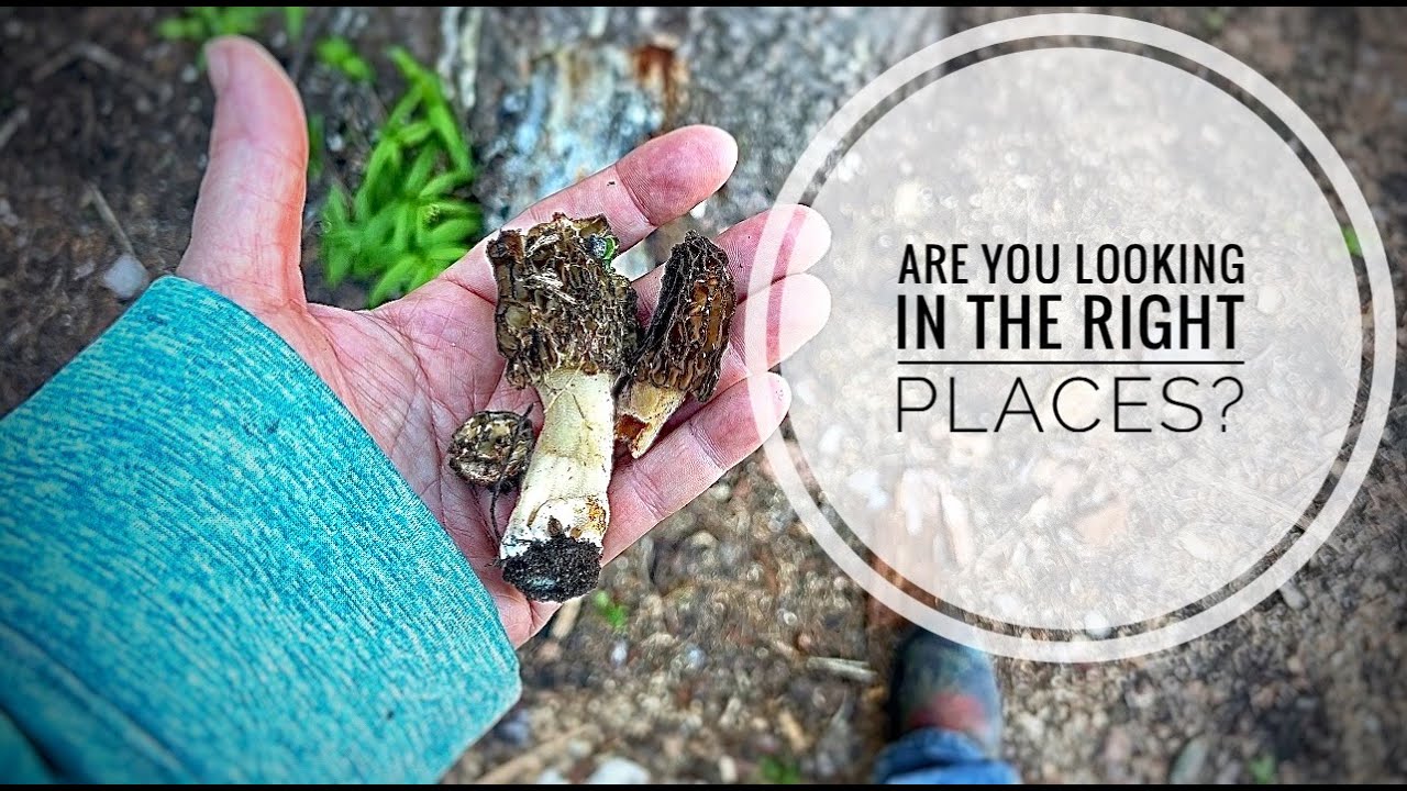 The BEST places to find MOREL MUSHROOMS according to the experts!# ...