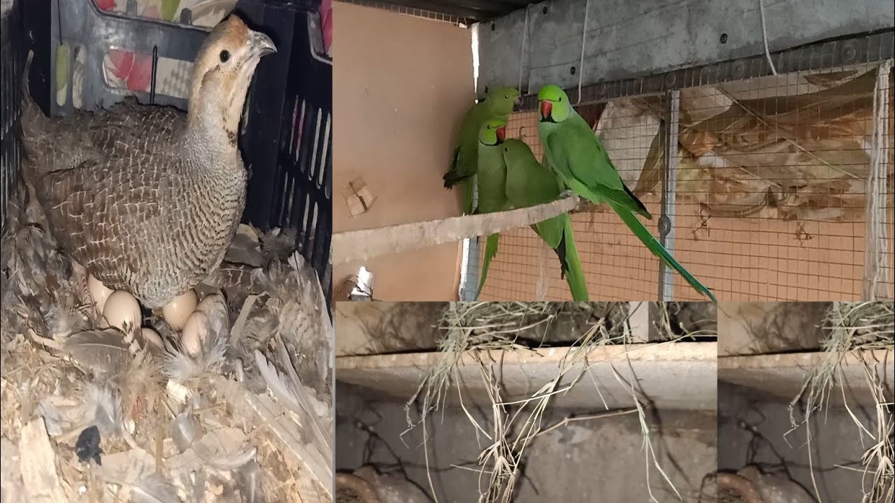 Finch & Java nesting material | Ringneck male female ki 2 nisha'n-neya ...