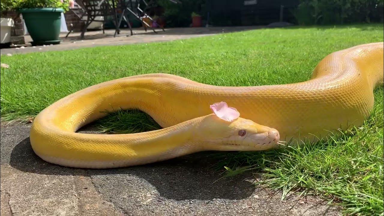 Reticulated Python with flower petal on her head. - YouTube