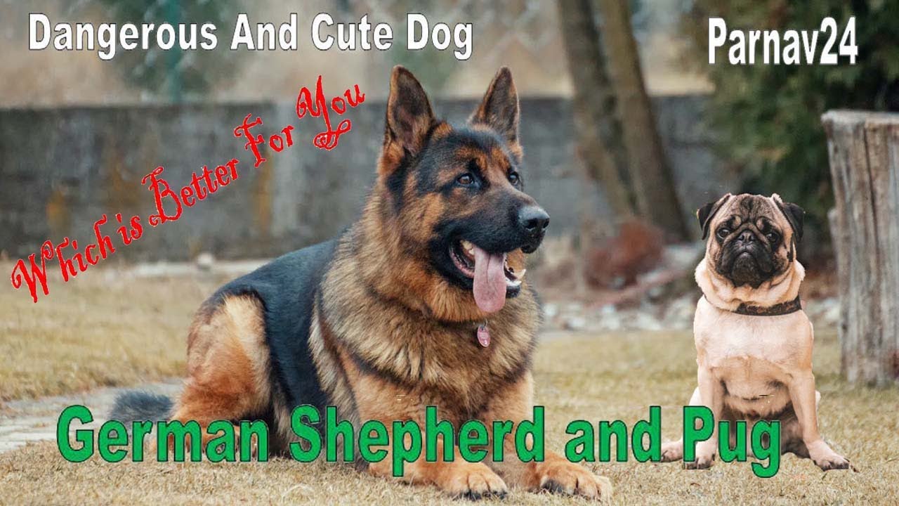 German shepherd and pug dog details#13 - YouTube