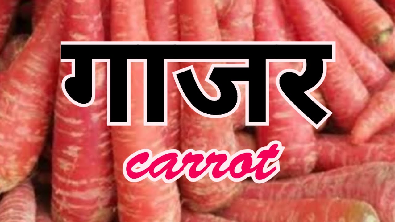 gajar | गाजर | Carrot | गाजर के नाम | गाजर के उत्पत्ति स्थान | गाजर की ...