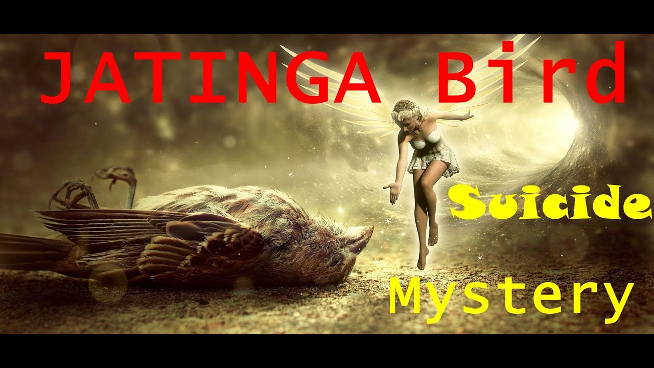 Jatinga birds suicide place # Unsolved Mysteries #shorts - YouTube