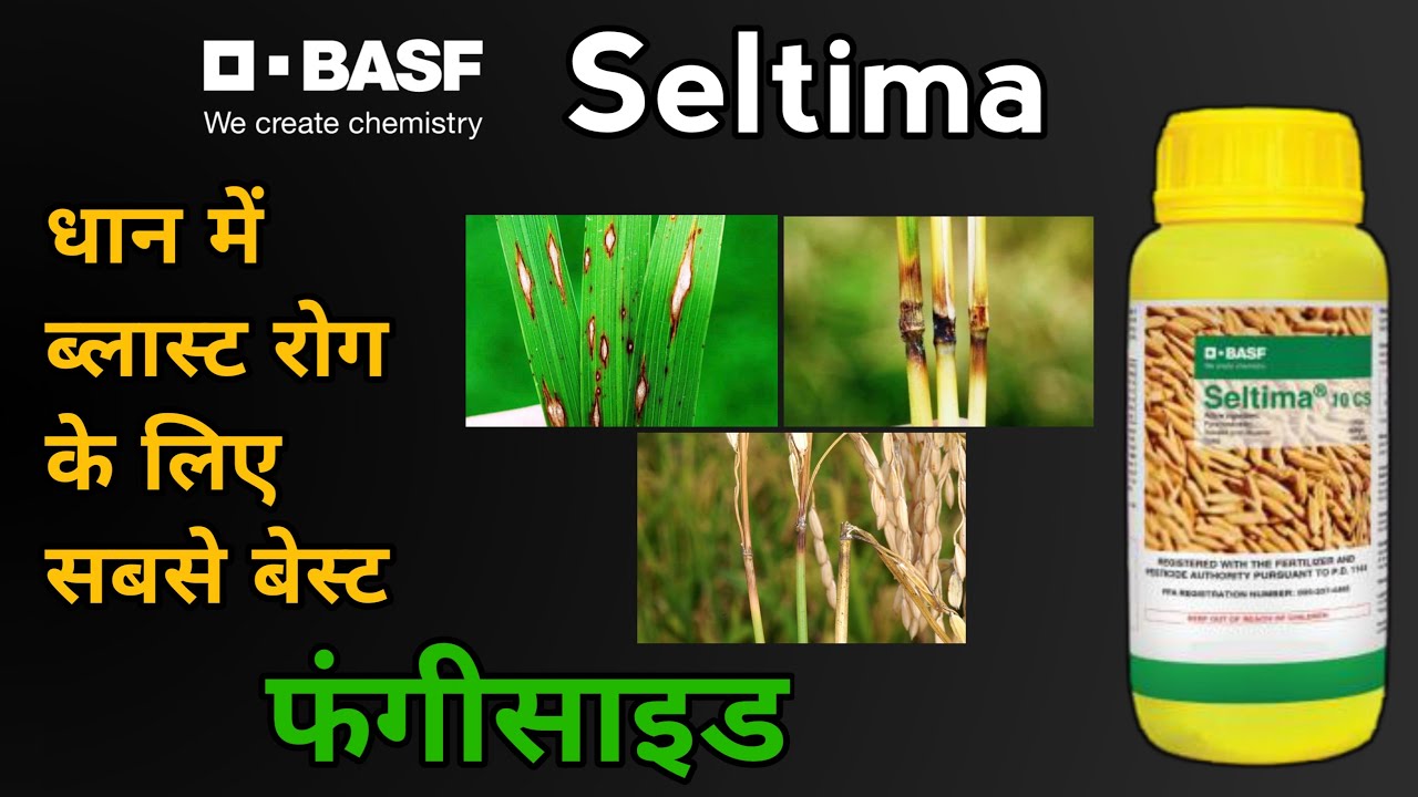 Basf Seltima Fungicide | Blast Diseases in Paddy | धान में ब्लास्ट रोग ...