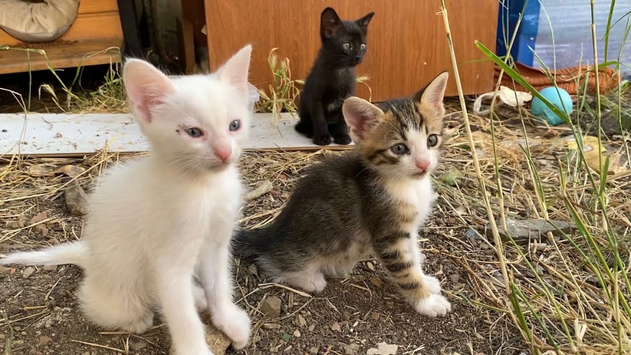 These Kittens living on the street are so beautiful that you will fall ...