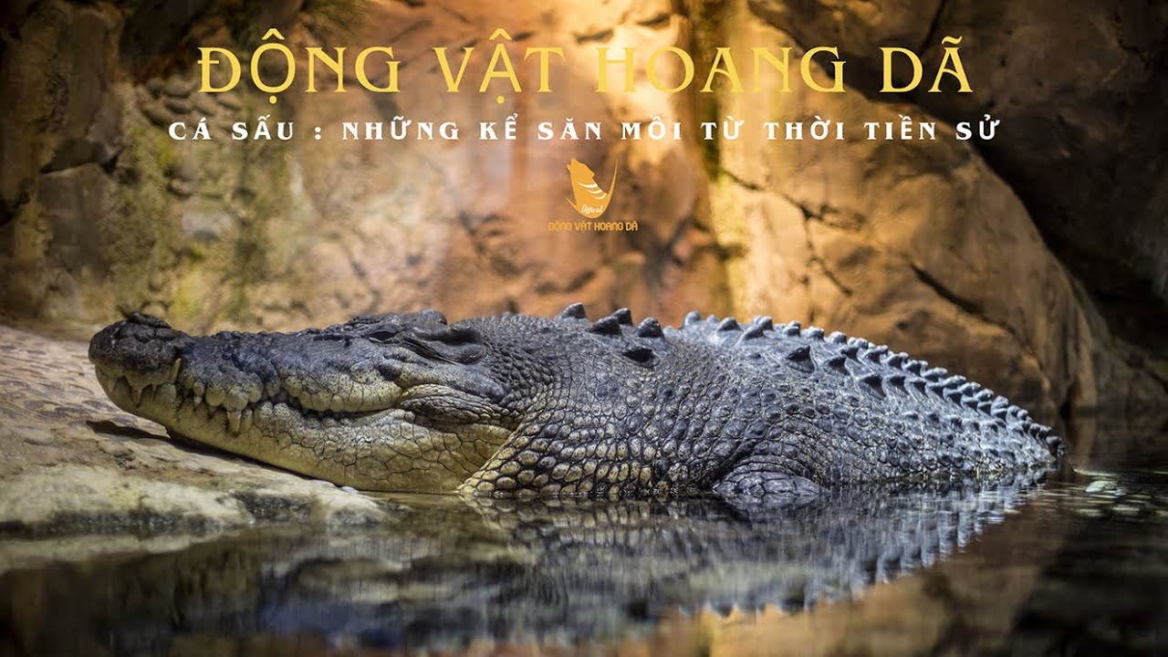 Animal Hoang Dã || Cá Sấu : Những Kẻ Săn Mồi từ Thời Tiền Sử - YouTube