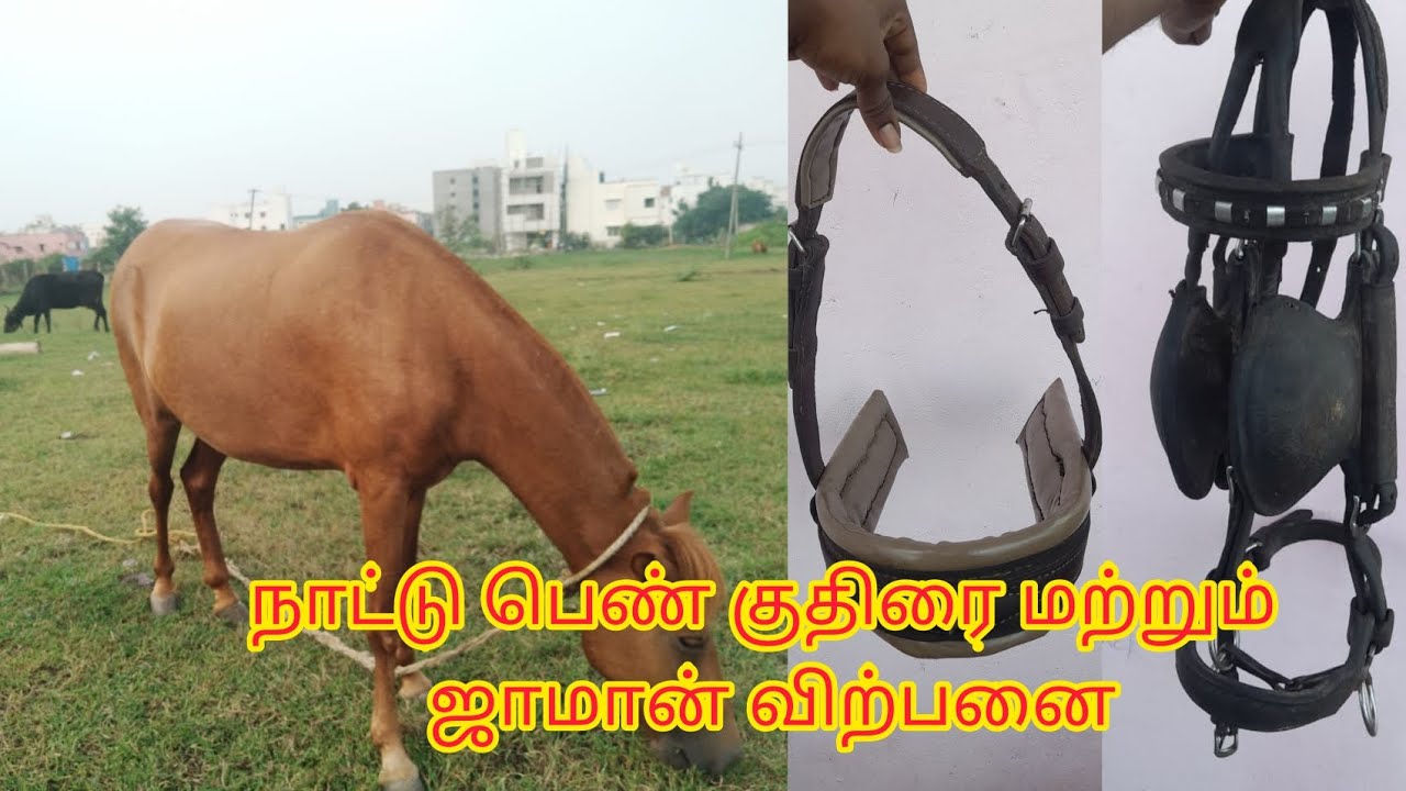 Native mare and jaaman for sale in Chennai | நாட்டு பெண் குதிரை மற்றும் ...